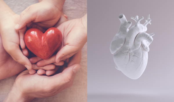 Healing the Heart: Physical and Emotional Healing - Spring Integrative ...